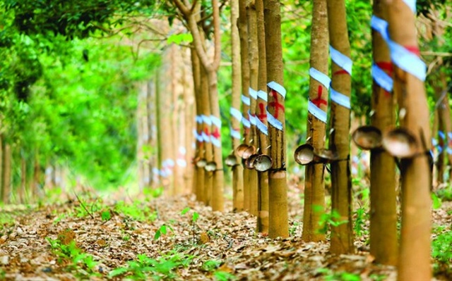 Một doanh nghiệp cao su chia cổ tức 20%, giữ gần 2,000 tỷ đồng tiền gửi ...